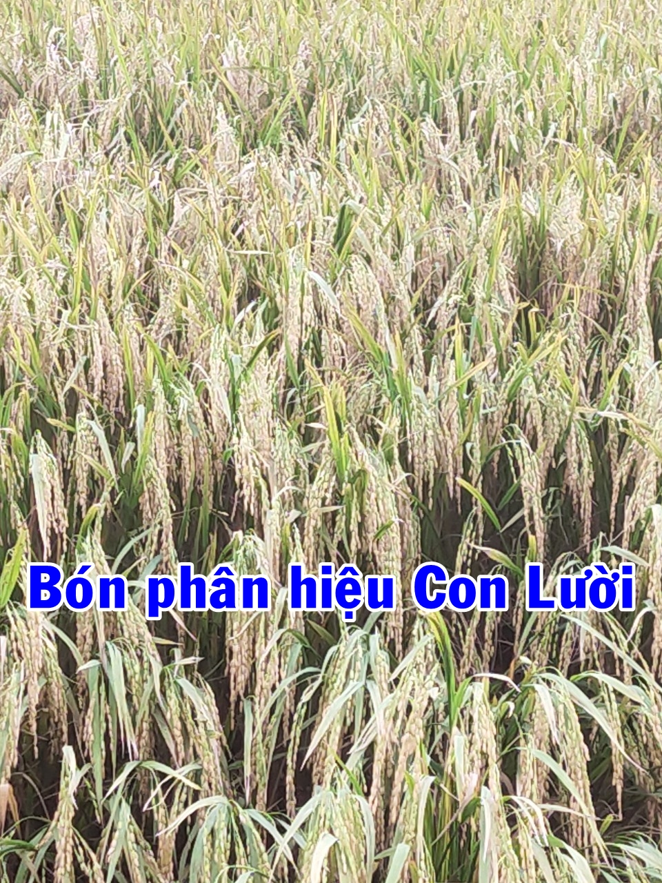 Lúa Nếp 4625 bón phân hiệu Con Lười ở Bình Thuận đã cho thu hoạch. Bông ...