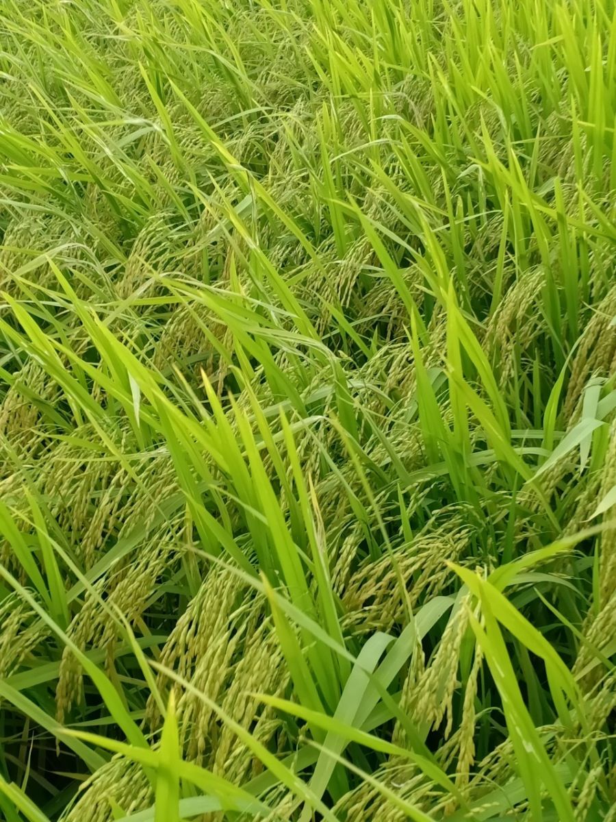 Lúa bón phân hiệu Con Lười F22 vụ Hè Thu năm 2022 tại Miền Tây Nam Bộ