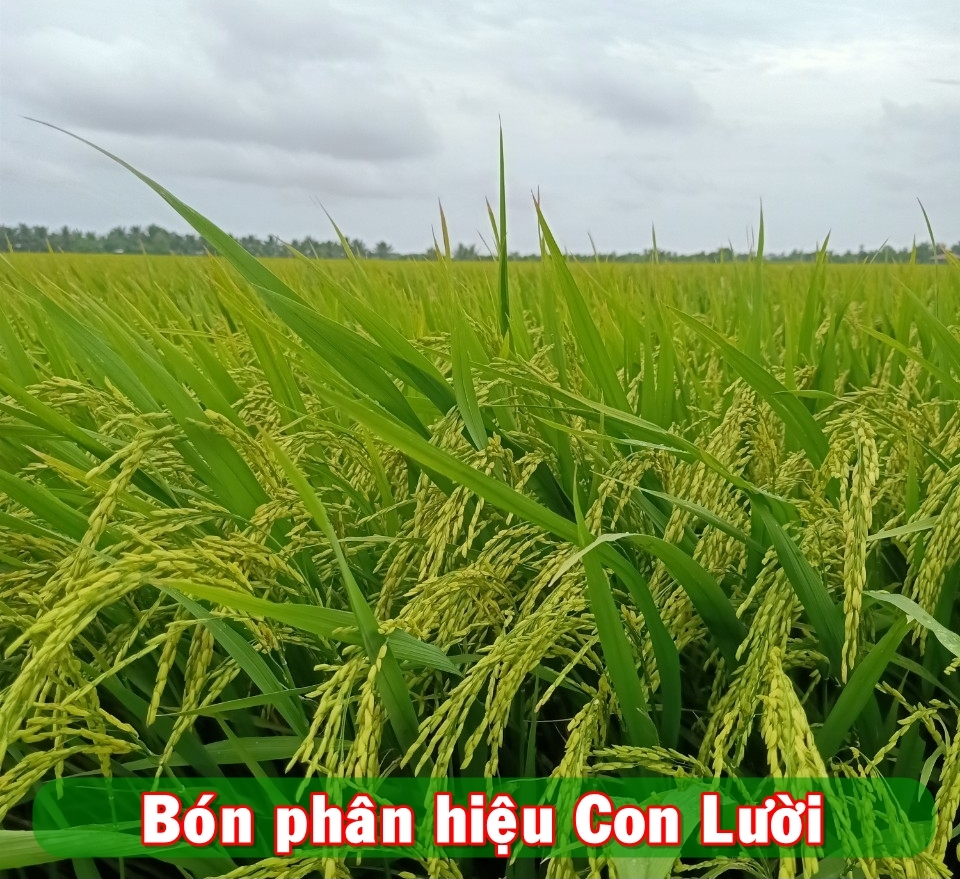 Lúa bón phân hiệu Con Lười F22 vụ Hè Thu năm 2022 tại Miền Tây Nam Bộ