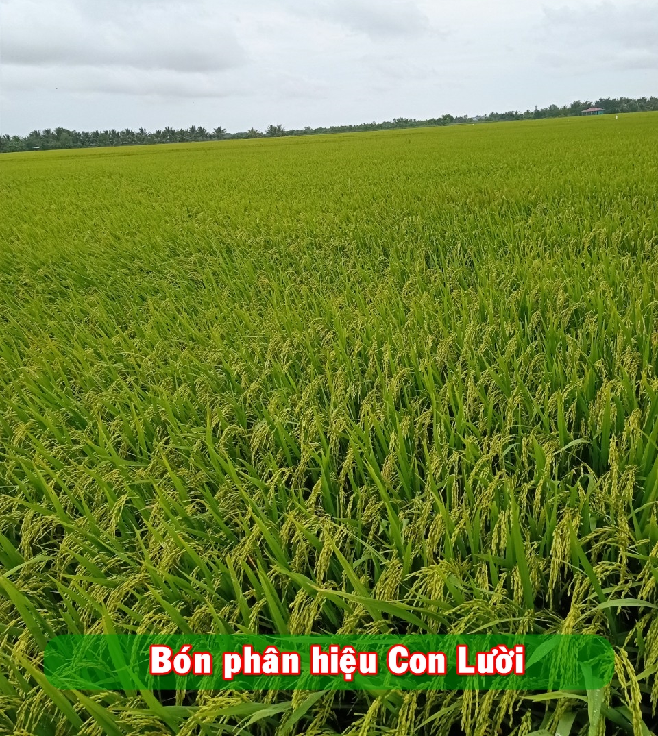 Lúa bón phân hiệu Con Lười F22 vụ Hè Thu năm 2022 tại Miền Tây Nam Bộ