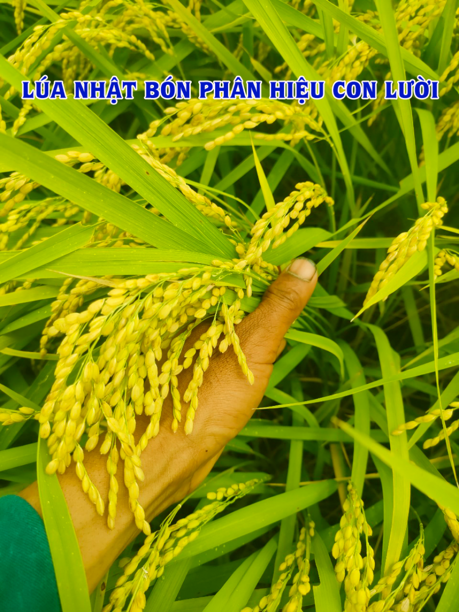 Phân bón tốt nhất cho lúa| Phân bón hiệu Con Lười bón cho lúa Nhật cho ...