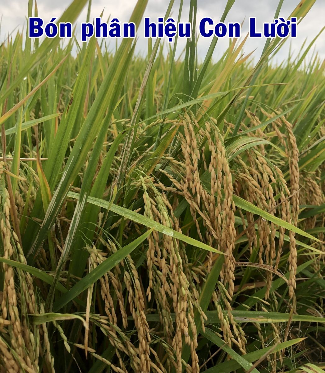 Lúa Đài Thơm Tám bón phân hiệu Con Lười F22 so với đối chứng tại mô ...