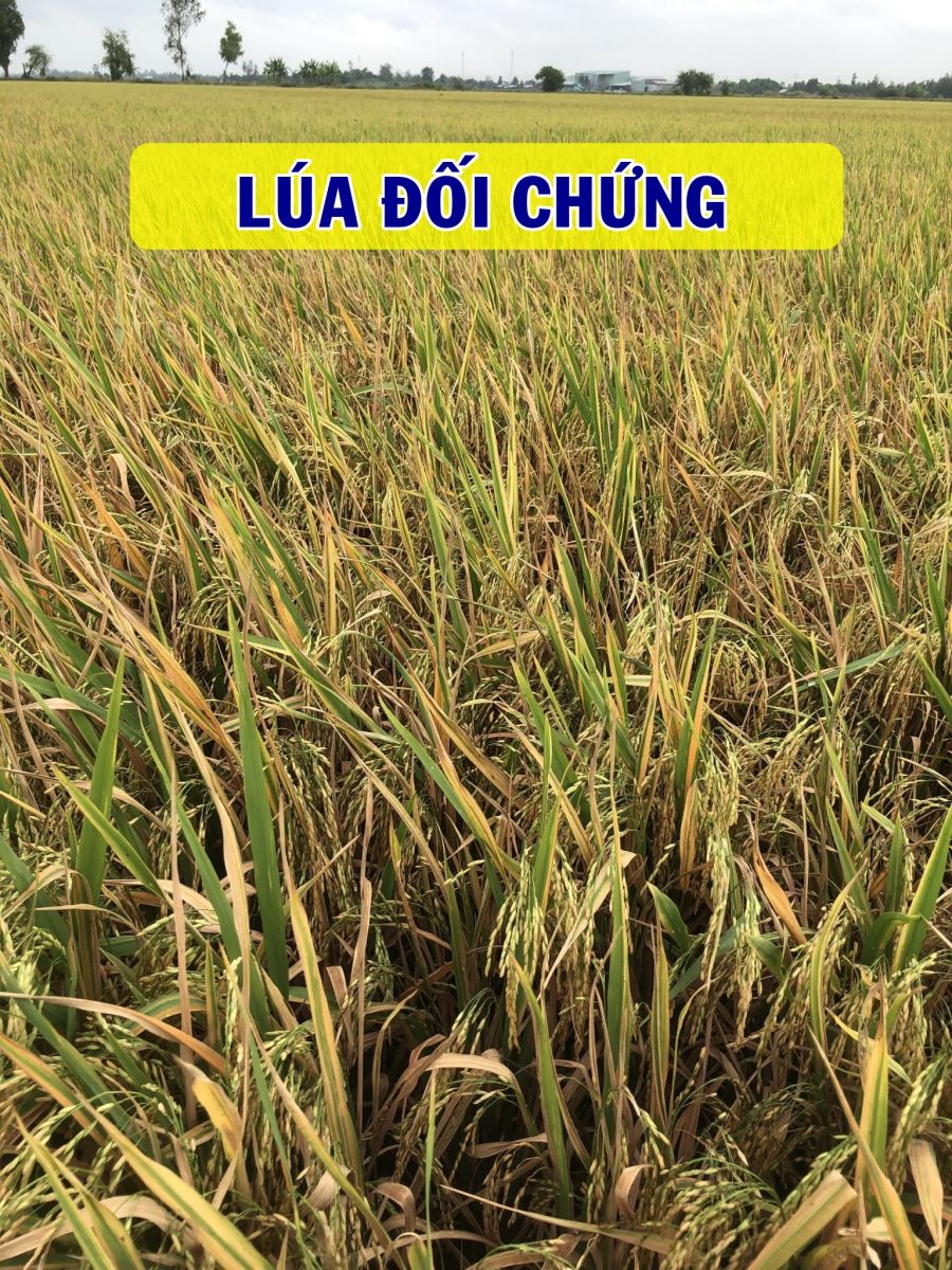 Lúa Đài Thơm Tám bón phân hiệu Con Lười F22 so với đối chứng tại mô ...