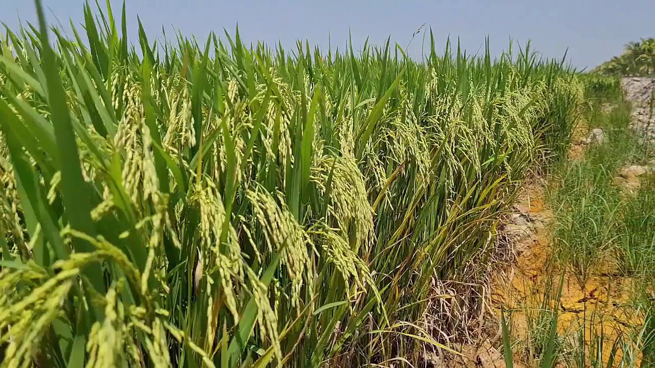 Sử dụng phân bón hiệu Con Lười trên đất phèn rất hiệu quả