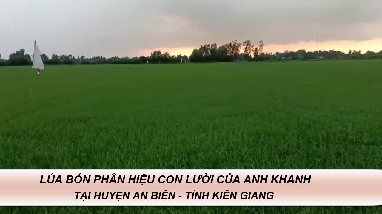 Lúa Đài Thơm Tám Phát Triển Mạnh Với Phân Bón Hiệu Con Lười