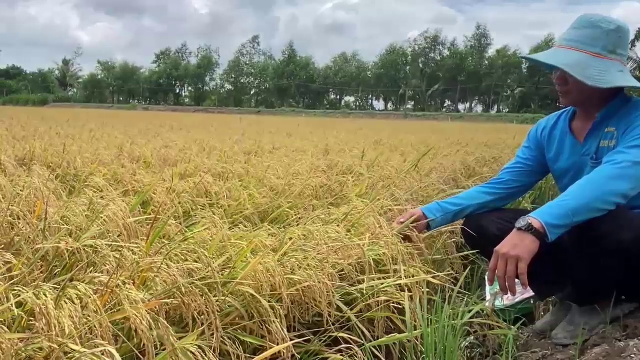 Lúa chín vàng tại Vĩnh Long sử dụng phân bón hiệu Con Lười