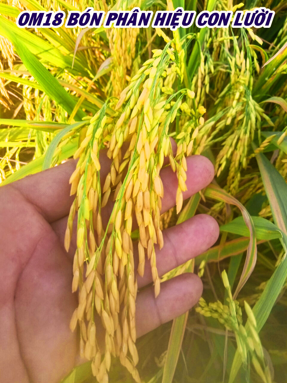 Lúa sử dụng phân bón hiệu Con Lười chín vàng tại Kiên Giang
