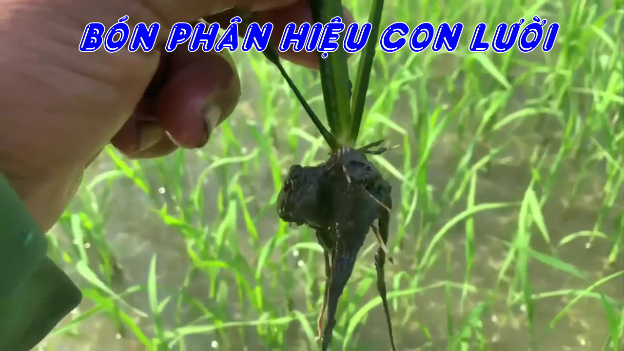 Lúa vụ Đông Xuân sử dụng phân bón hiệu Con Lười tại Long An