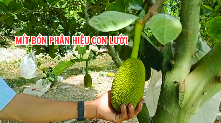 Cảm nhận của người trồng mít về phân bón Con Lười