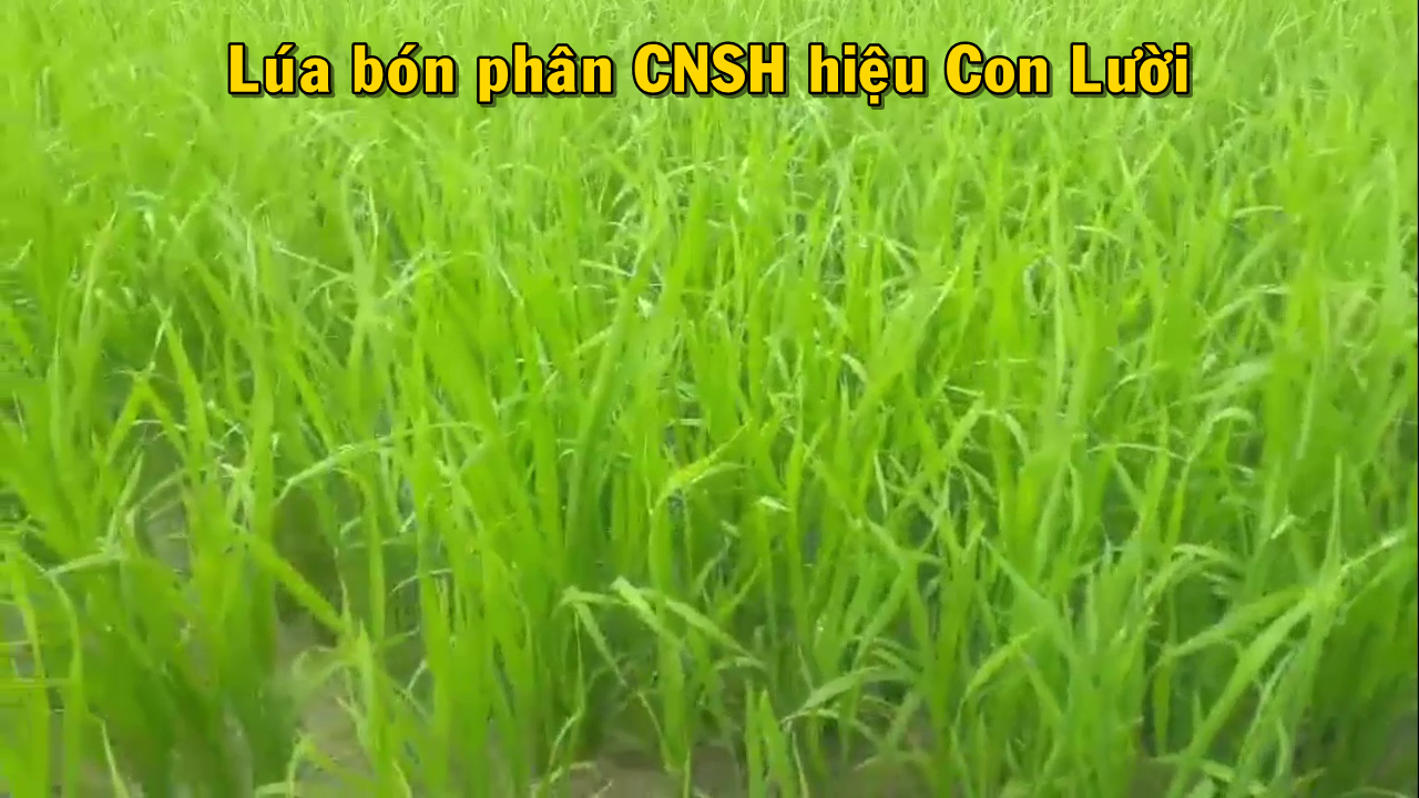 Thực tế ruộng Lúa sử dụng phân bón hiệu Con Lười tại Long An