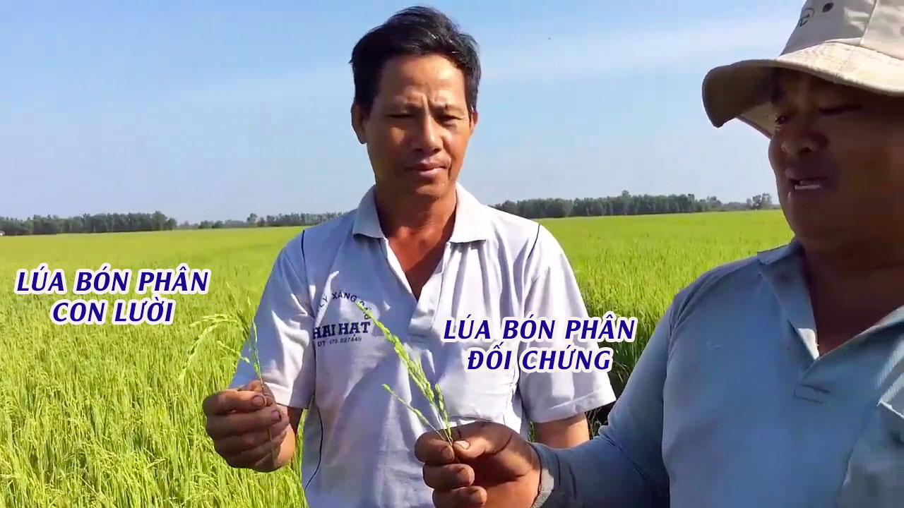 So sánh bông Lúa bón phân hiệu Con Lười và lúa đối chứng